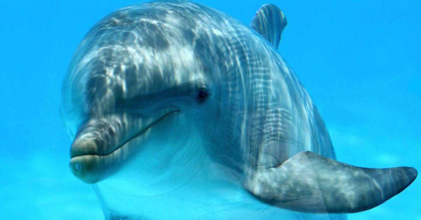 Dolphin 'translator' aids human-animal interaction | WIRED UK