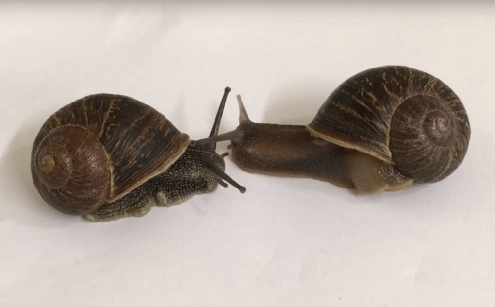 Left-handed snail Jeremy left on the shelf | WIRED UK