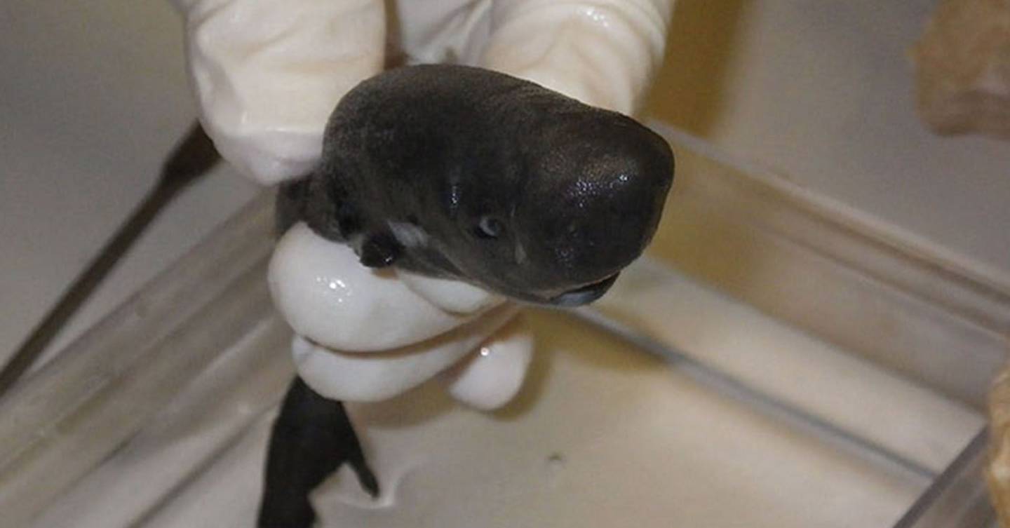 Tiny pocket shark discovery is second in history | WIRED UK