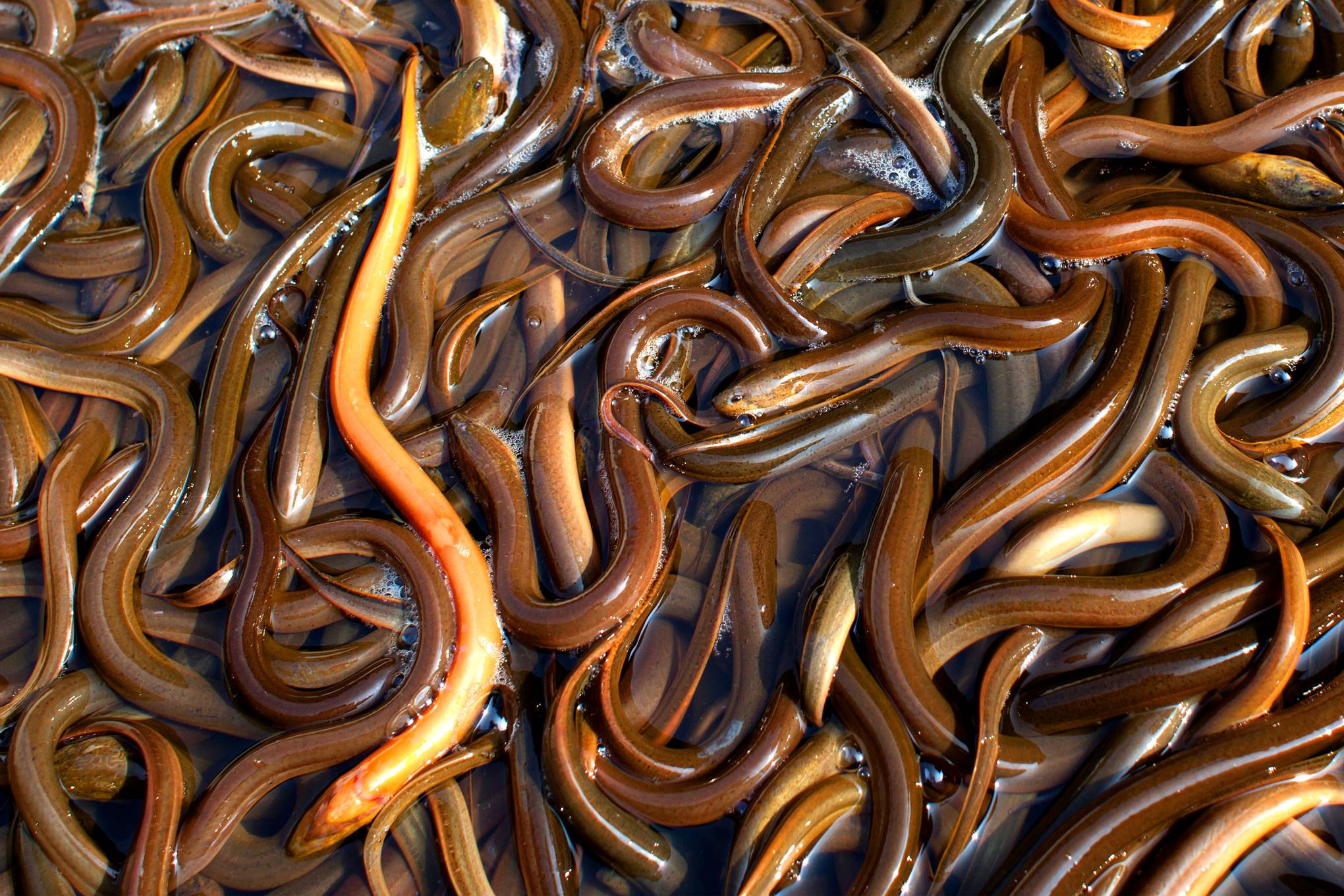 Inside the takedown of Europe’s multi-billion pound eel mafia ...