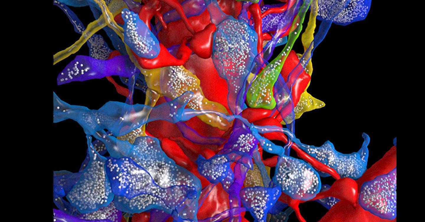 Harvard awarded £19m to build brain-inspired artificial intelligence ...