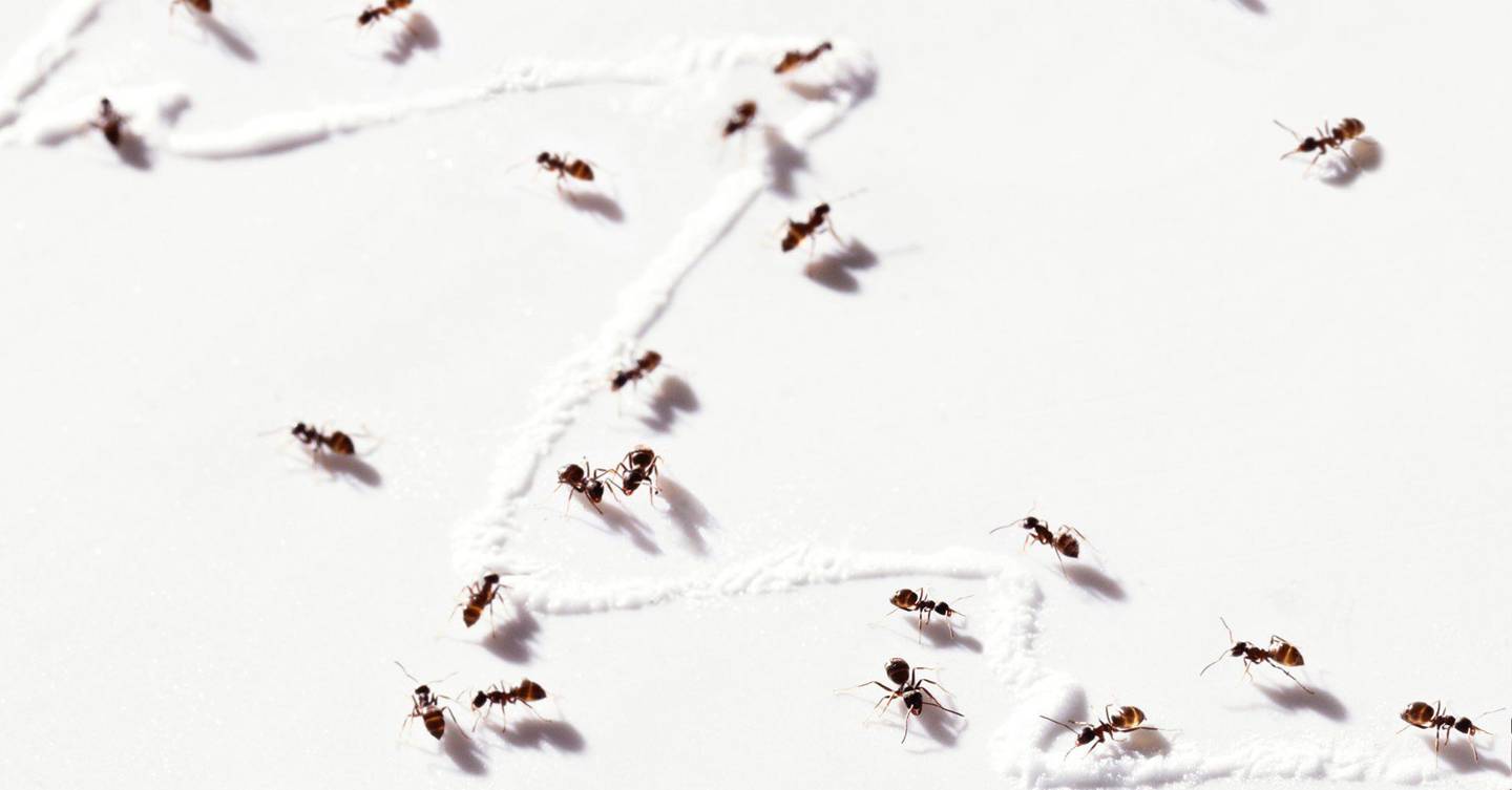 Colony choreography: making ants dance with synthesised pheromones ...