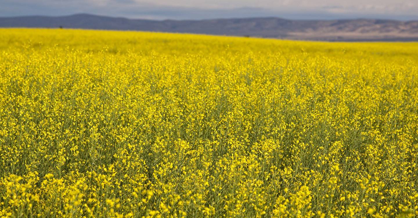 Rapeseed biodiesel may not qualify as a sustainable fuel | WIRED UK