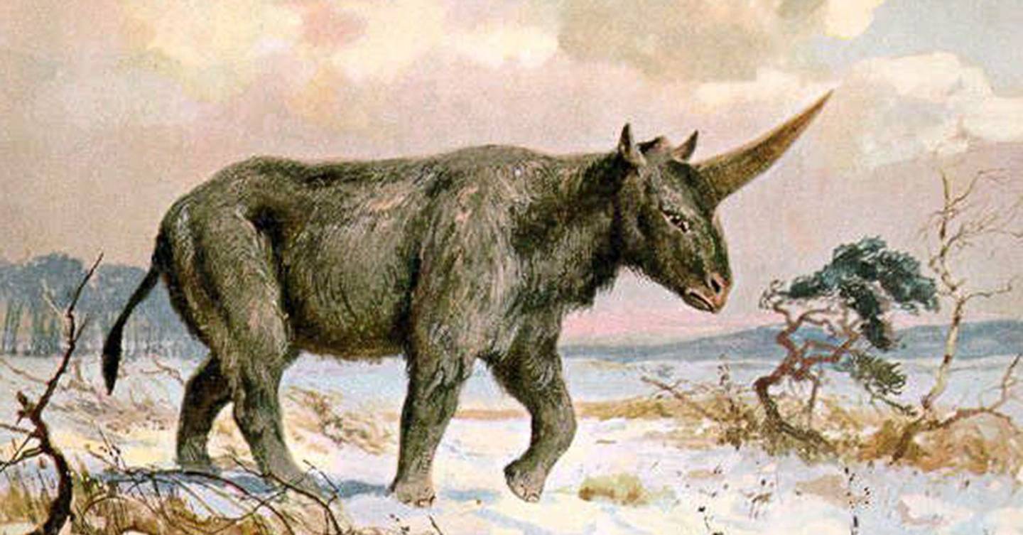 Siberian rhinoceros 'unicorn' may have lived alongside humans | WIRED UK