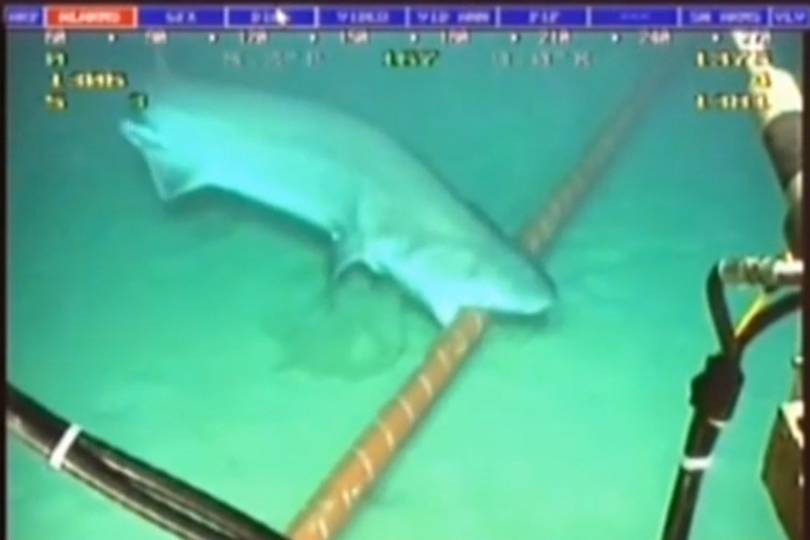 Sharks wage war on undersea internet cables | WIRED UK
