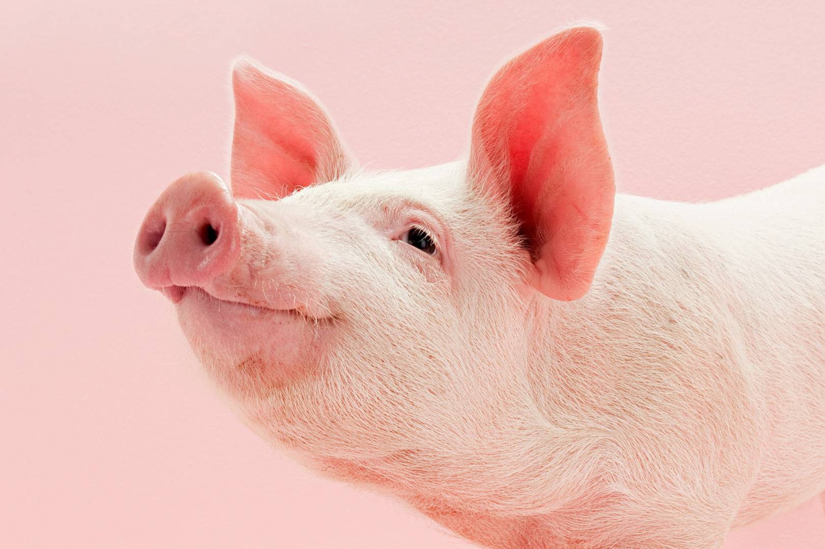 The Zombie Pig Brain Experiment Muddles Our Definition Of Death WIRED UK