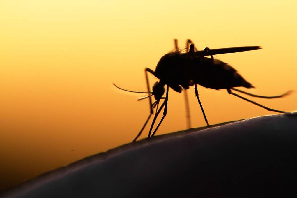Transgenic mosquitoes are breeding in Brazil | WIRED UK
