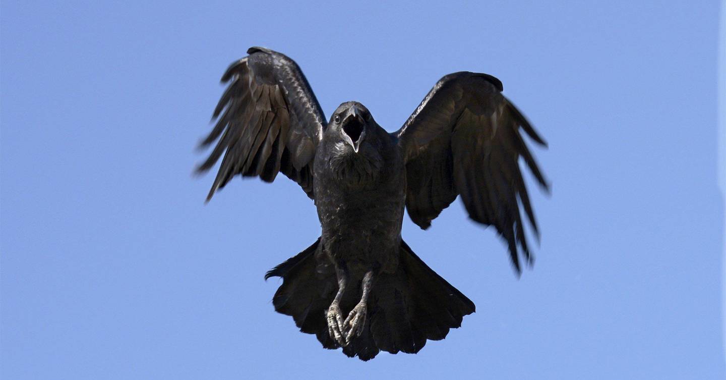 Small-brained ravens are just as clever as chimps | WIRED UK