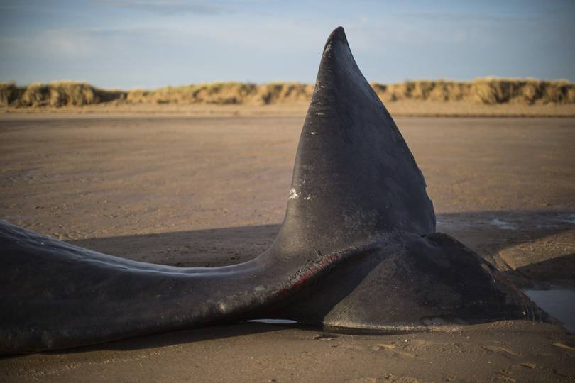 Why Do Whales Explode Wired Uk