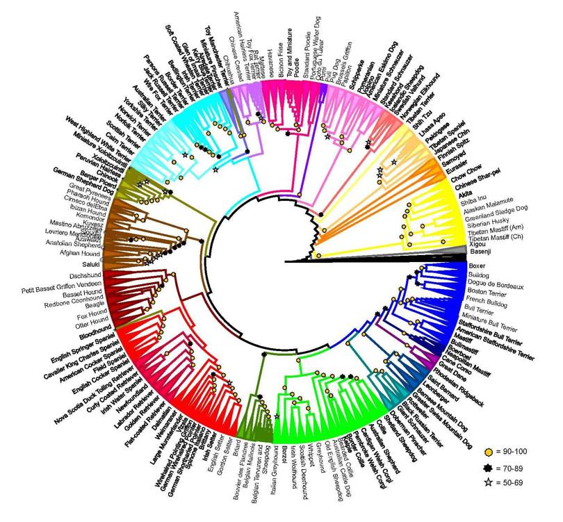 Dog breeds evolutionary tree revealed | WIRED UK