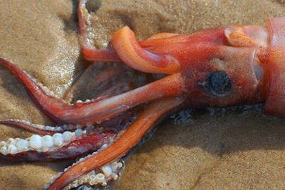 Japanese virus replaces files with pictures of squid | WIRED UK