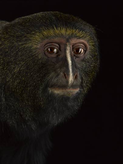 Monkey Business is on display at the National Museum of Scotland | WIRED UK
