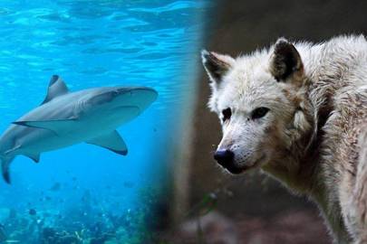 Sharks and wolves share 'ecology of fear' | WIRED UK